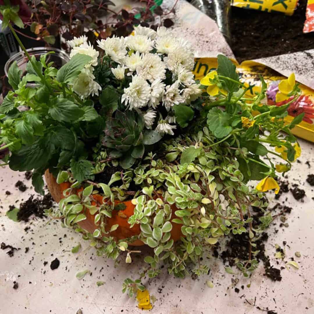 DIY Pumpkin Planter: A Step-By-Step Guide For Fall Decor - Sunshine and ...